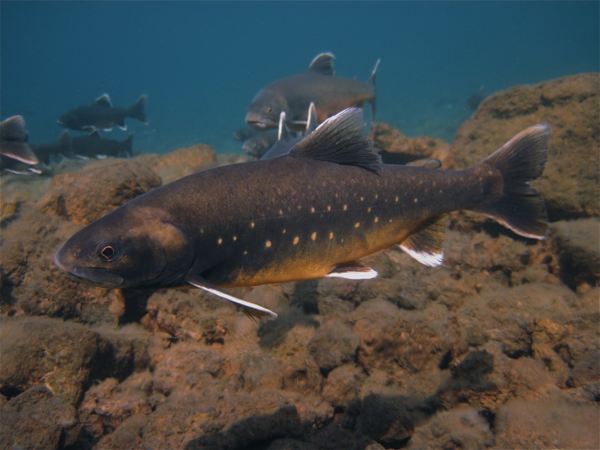 A NEW RIVERWATCHER! | Riverwatcher